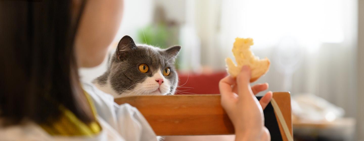 cats eating bread