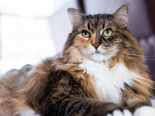 Siamese Cat Breed Information | Purina New Zealand Siamese Cat Breed Information | Purina New Zealand